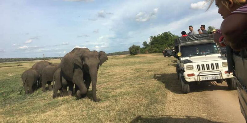 Polonnaruwa Sight Seeing Tour and Minneriya Elephant Safari - An In-Depth Look at the Tour Experience