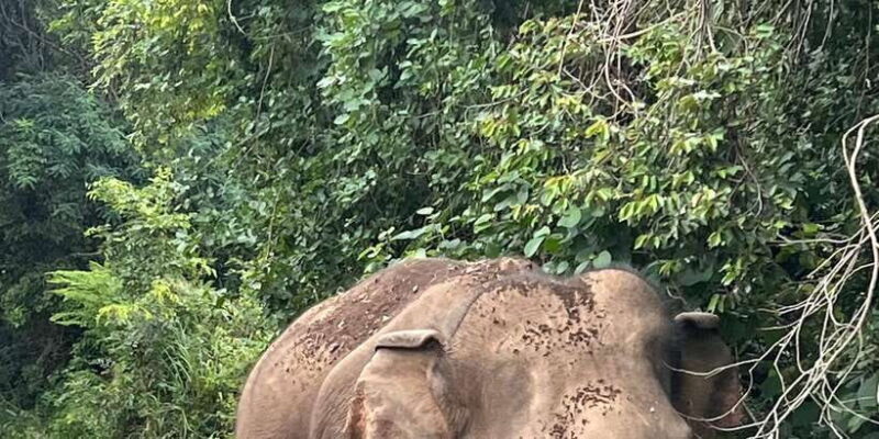Polonnaruwa Sight Seeing Tour and Minneriya Elephant Safari - The Sum Up