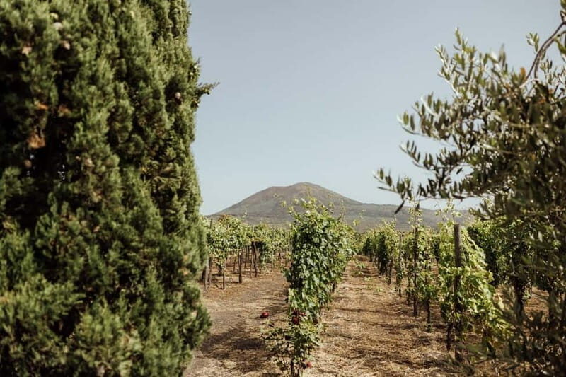 Pompeii and Vesuvius Winery Tour with Wine Tasting - The Sum Up: Who Will Love This Tour?