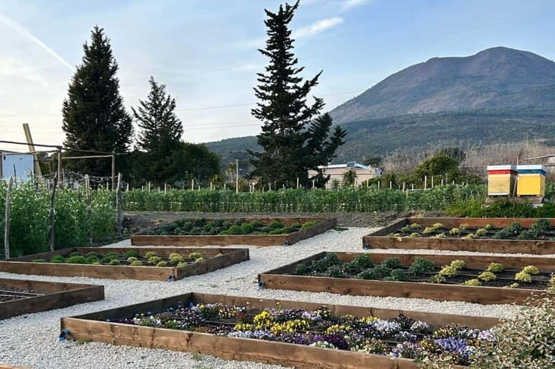 Pompeii: Dinner in a Farm To Table property on Mt. Vesuvius - What Makes This Tour Special?