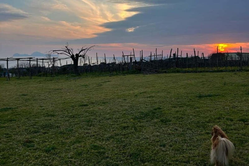 Pompeii: Dinner in a Farm To Table property on Mt. Vesuvius - Addressing Practicalities and Value