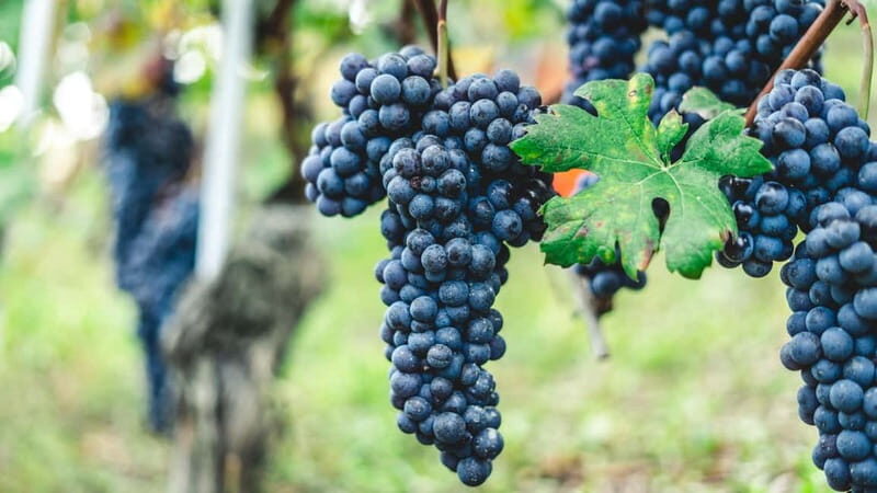 Pompeii Tour & Lunch with Wine Tasting Experience - The Sum Up