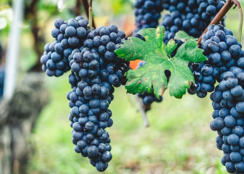 Pompeii & Two Local Wineries from Naples - Summary: The Tour’s Value Proposition