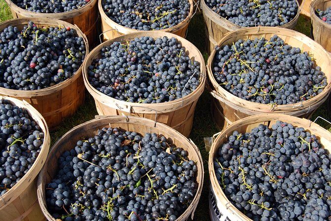 Pompeii, Vesuvius, Wine tasting and light lunch All Inclusive - Practical Details and Value