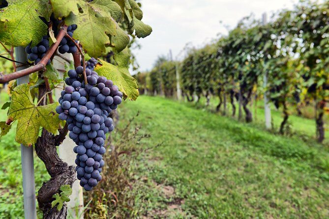 Pompeii, Vesuvius, Wine tasting and light lunch All Inclusive - Reviews and Authentic Experiences