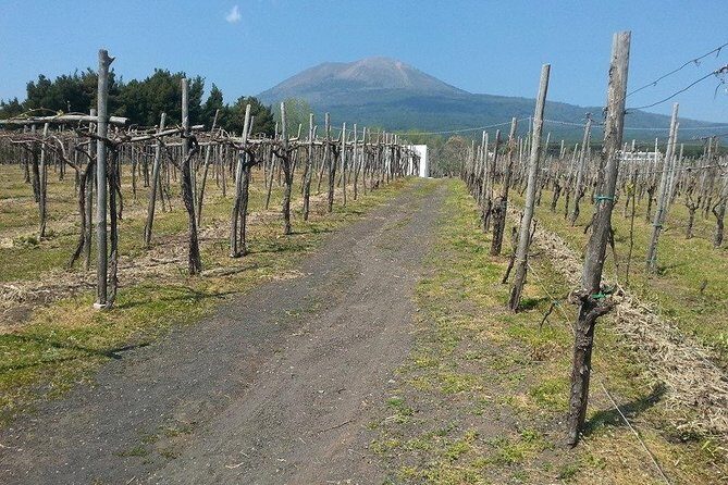 Pompeii-Vesuvius-Wine tour from Sorrento, licensed guide included - The Itinerary in Detail