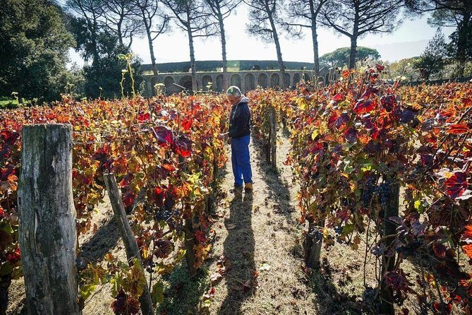 Pompeii Visit with Food and Wine tasting near Mt. Vesuvius - What the Tour Delivers – A Closer Look