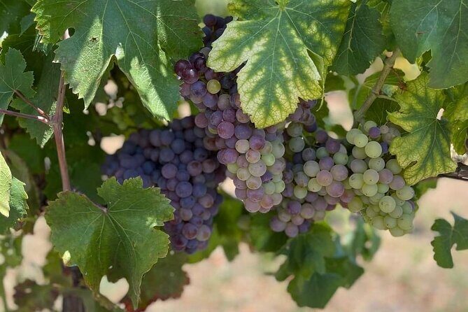 Pompeii & Wine Tasting: Private Day Tour from Naples - Visiting Pompeii: Walking Through a Time Capsule