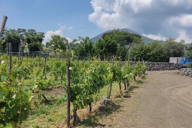 Pompeii & Wine Tasting: Private Day Tour from Naples - What We Love About This Tour