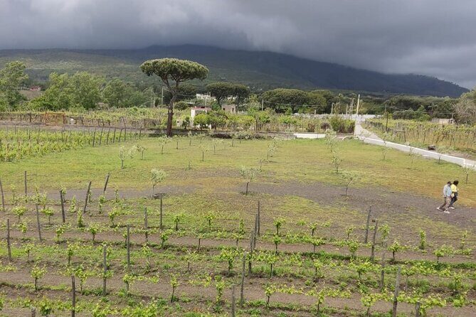 Pompeii & Wine Tasting: Private Day Tour from Naples - Final Thoughts