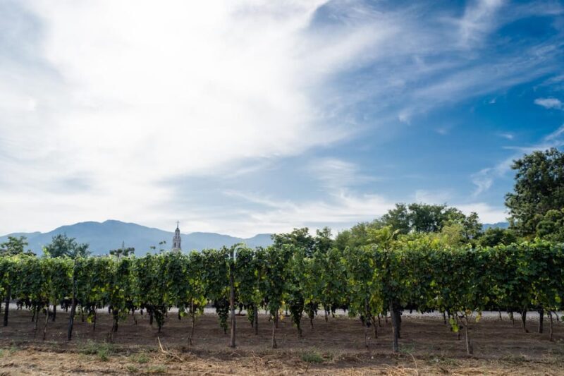 Pompeii Winery Tour, Tasting & Lunch - Practical Details and Tips