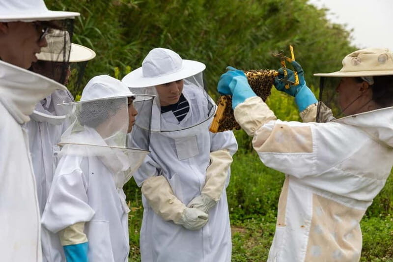 Ponta Delgada: Apiary Guided Tour - A Day in Nature and Tradition: The Overview