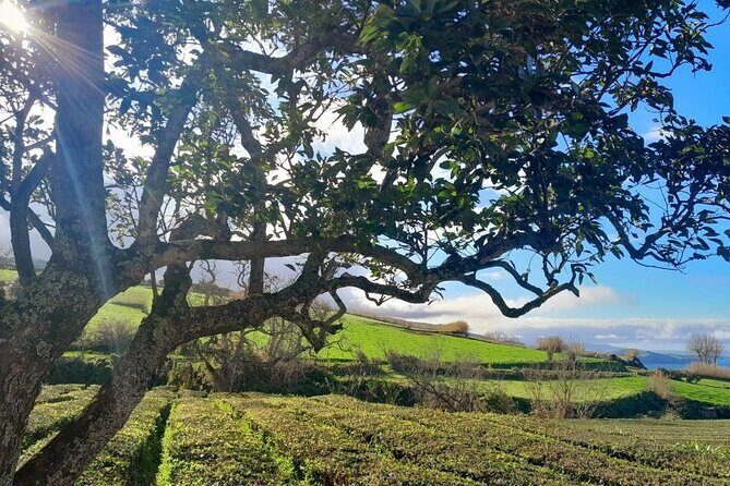Ponta Delgada: Seven Cities & Furnas Volcano Shore Excursion Tour - Final Thoughts: Is It Worth It?
