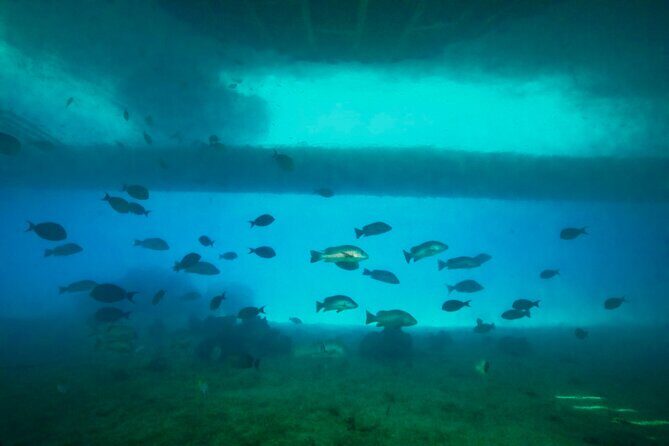 Ponton Day Trip SWIM with Turtles All meals included & Transport - Who Will Love This Tour?