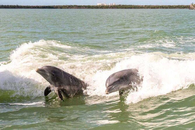 Pontoon Boat Rental Crystal River - The Real Experience: What Travelers Say