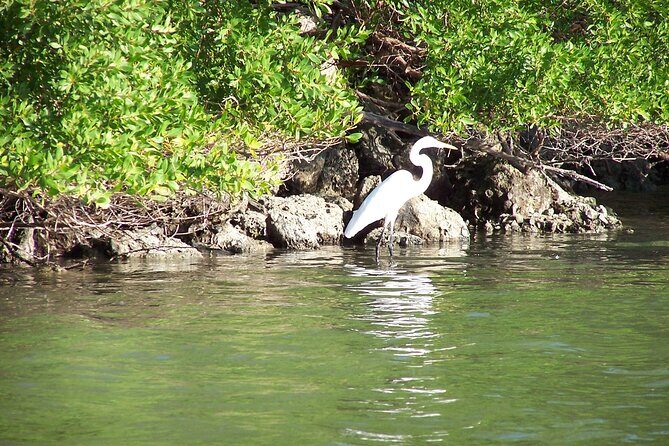 Pontoon Sightseeing and Shelling Excursion to Keeywaydin Island - Who Is This Tour Best For?