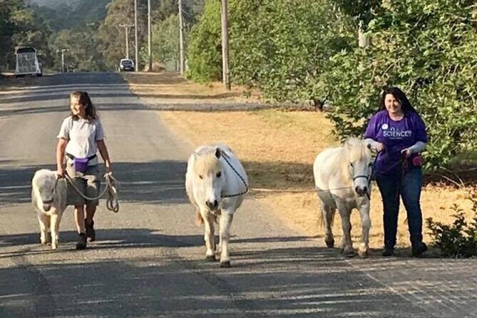 Pony Walking Adventure - A Detailed Look at the Pony Walking Adventure