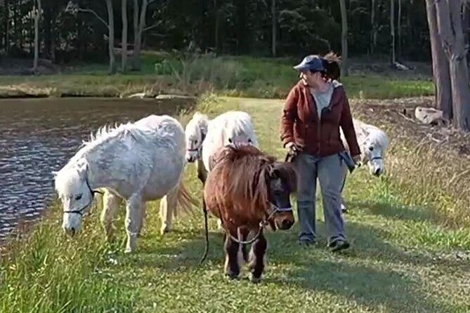 Pony Walking Adventure - Practical Details and Tips