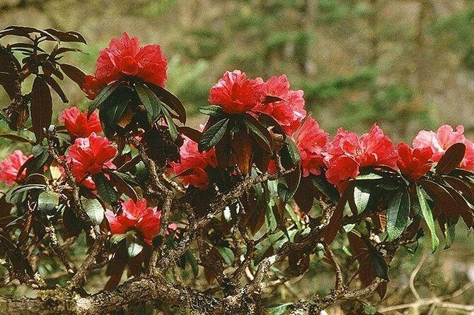 Poon Hill 3 Days short trek - Key Points