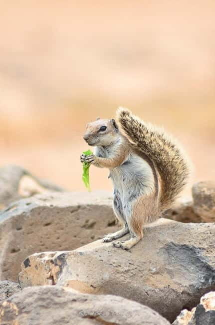 Popcorn Beach, Isla de Lobos y Dunas: ¡Popcorn Beach! - Final Thoughts: Who Will Love This Tour?