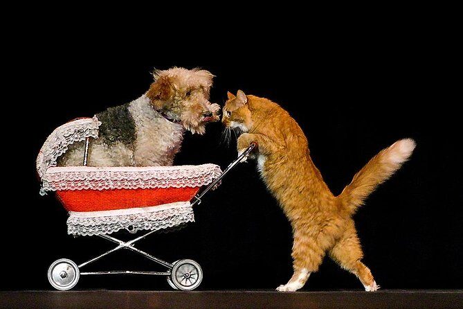 Popovich Comedy Pet Theater at Planet Hollywood Resort and Casino - Authentic Guest Perspectives
