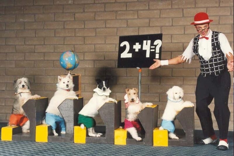 Popovich Comedy Pet Theater in Las Vegas - What Is Popovich Comedy Pet Theater?