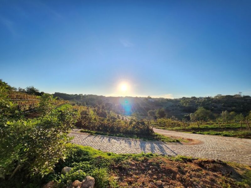 Porches: Algarve Vineyard Tour and Wine Tasting Experience - Exploring the Algarve Vineyard Experience