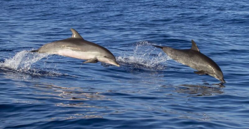 Pore: Dolphin Spotting Cruise with Included Drinks - Exploring the Dolphin Spotting Experience