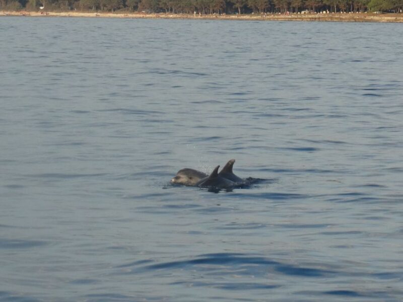Pore: Dolphin Spotting Cruise with Included Drinks - FAQs