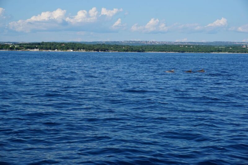 Pore: Dolphin Spotting Cruise with Included Drinks - Final Thoughts