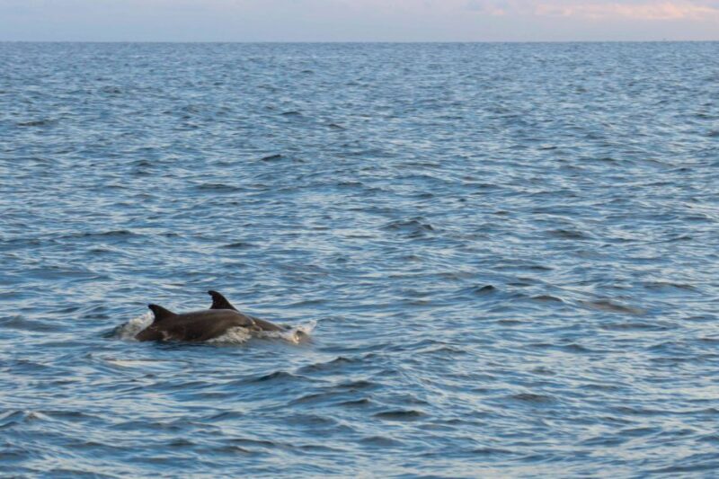 Pore: Evening Boat Trip to Discover Dolphins - Valuing the Experience