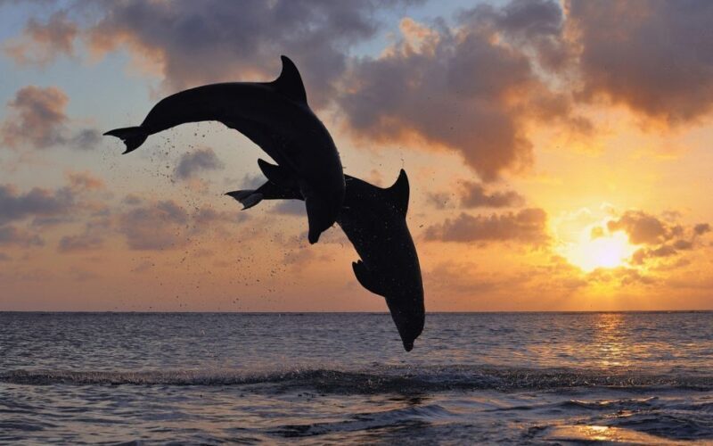Pore: Private Snorkeling Tour with Dolphin-Watching - Key Points