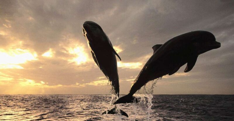 Pore: Private Snorkeling Tour with Dolphin-Watching - Exploring Pores Snorkeling and Dolphin-Watching Tour