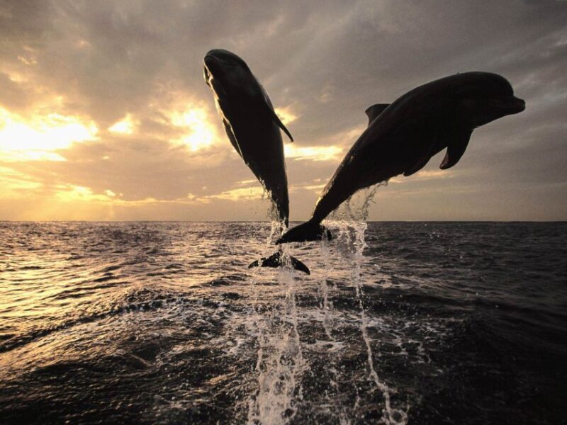 Pore: Private Snorkeling Tour with Dolphin-Watching - Who Will Love This Tour?