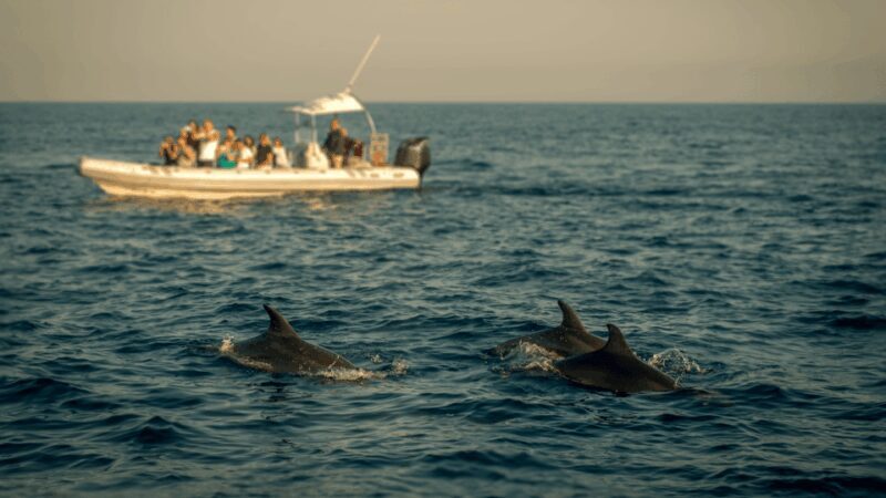 Pore: Private Snorkeling Tour with Dolphin-Watching - The Bottom Line