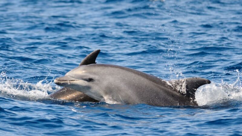 Pore: Private Snorkeling Tour with Dolphin-Watching - FAQ