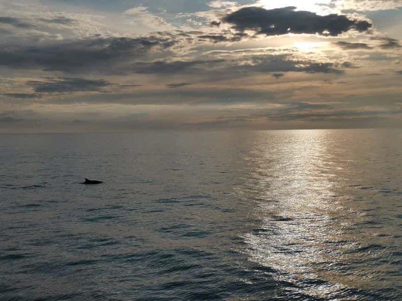 Pore: Sunset Dolphin Safari Cruise with Drinks - The Sum Up: Is This Tour Right for You?