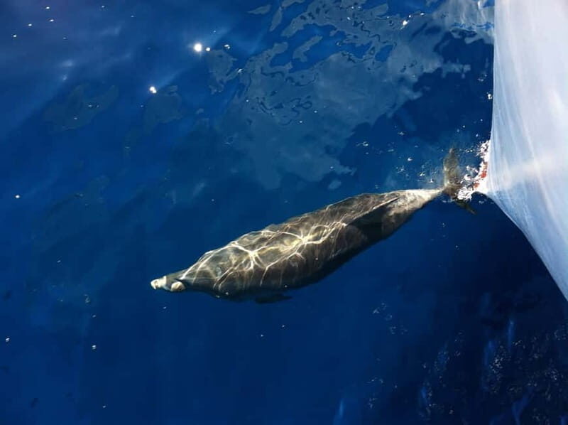 Pore: Sunset Dolphin Safari Cruise with Drinks - FAQ