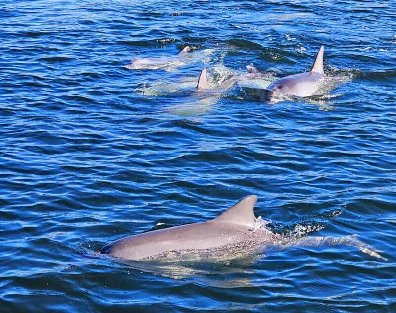 Port Adelaide: Dolphin and Maritime Cruise - Who Will Love This Tour?