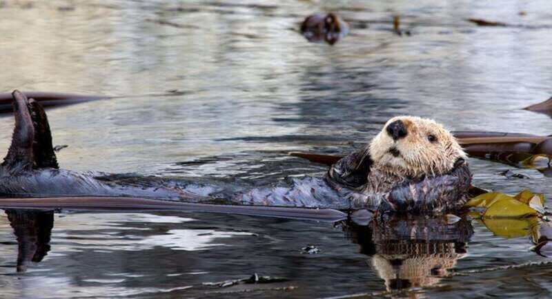 Port Alice: Sea Otter and Wildlife Tour - 6 hour with lunch - Final Thoughts