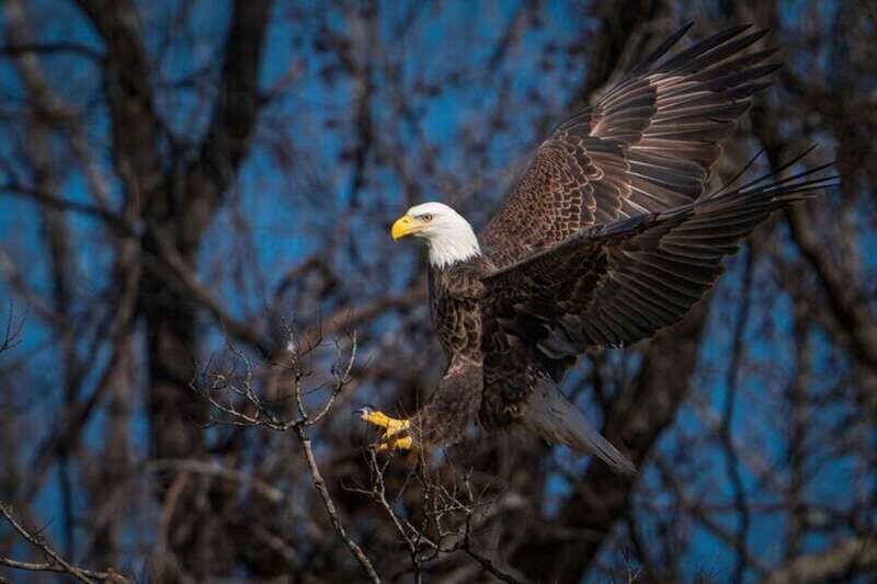 Port Alice: Sea Otter and Wildlife Watching Boat Tour - Key Points