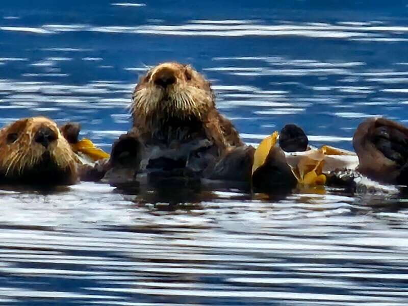 Port Alice: Sea Otter and Wildlife Watching Boat Tour - The Itinerary and What You Can Expect