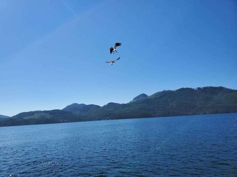 Port Alice: Sea Otter and Wildlife Watching Boat Tour - Who Should Consider This Tour?