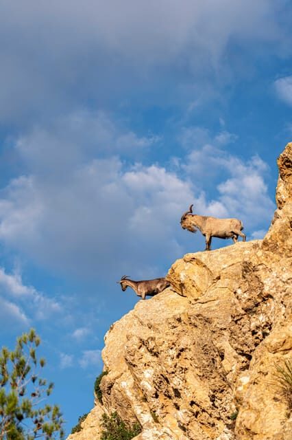 Port Andratx: Hiking Tour into the sunset to Sant Elm - Who Will Enjoy This Tour?