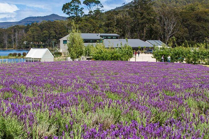 Port Arthur Shuttle and Tasman Sights Tour - Frequently Asked Questions