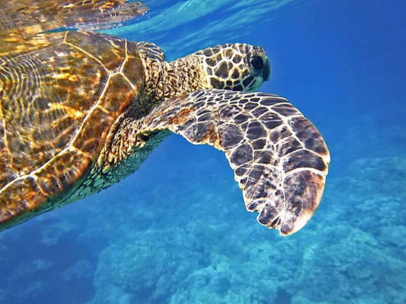 Port Barton: Island Hopping to Turtle Spot & Reef with Lunch - Frequently Asked Questions (FAQs)