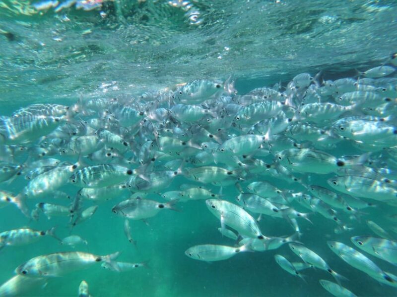Port Bunarina: Private Boat Trip with Optional Lunch - Who Will Love This Trip?
