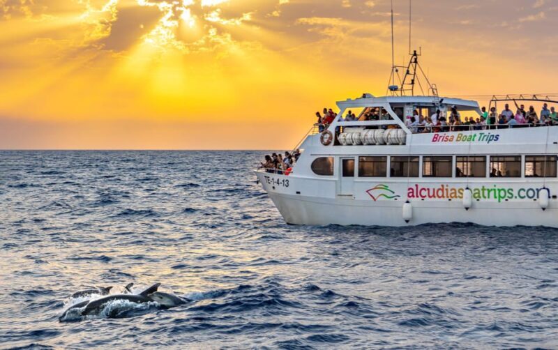 Port d'Alcudia: Sunrise at Sea & Dolphin Watching Boat Tour - An In-Depth Look at the Experience