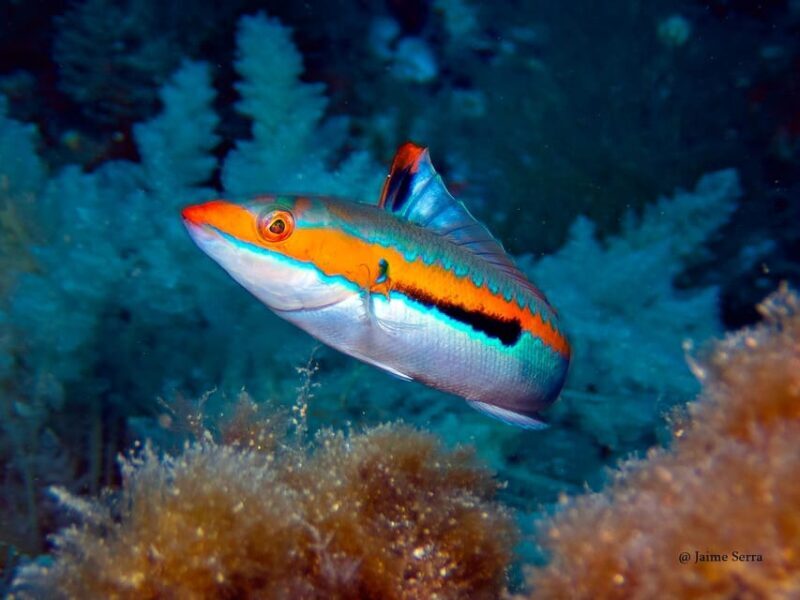 Port de Sóller: Snorkeling Tour with Professional Guide - Overview and Practical Details