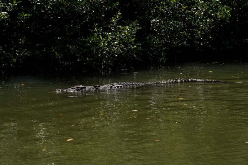 Port Douglas: Afternoon Daintree Tour w/ Wildlife Cruise - Who Will Appreciate This Tour?